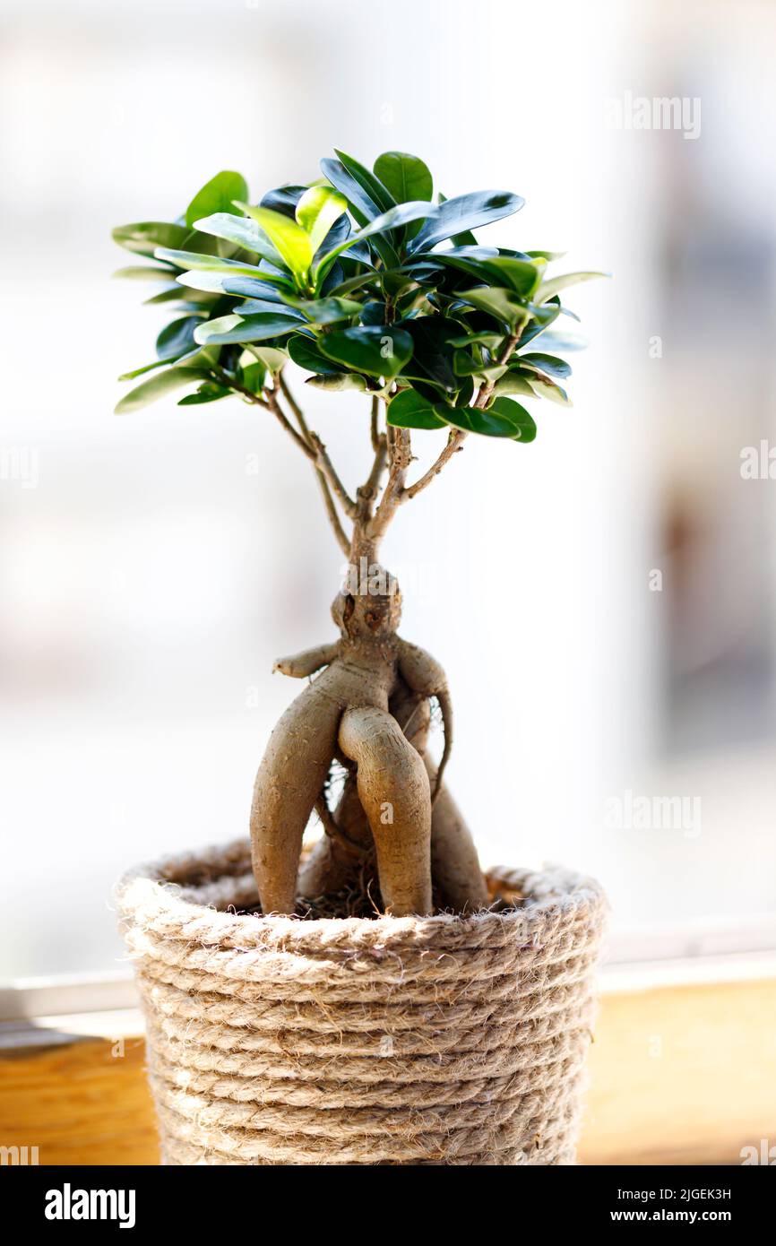 ficus microcarpa Ginseng ornamental potted plant for gardening Stock ...