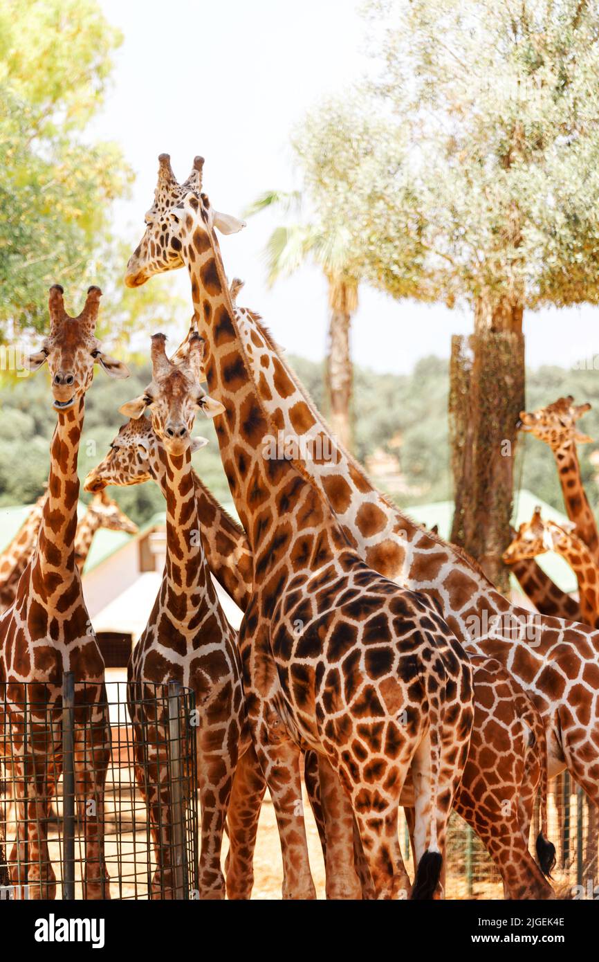 Giraffe zebra zoo hi-res stock photography and images - Alamy
