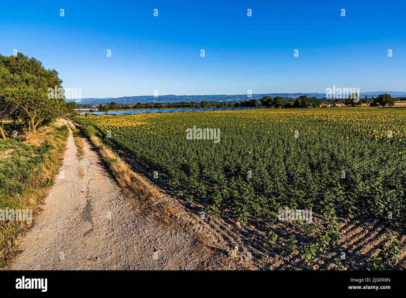 Sunflowers and photovoltaics in Upie, France Stock Photo - Alamy
