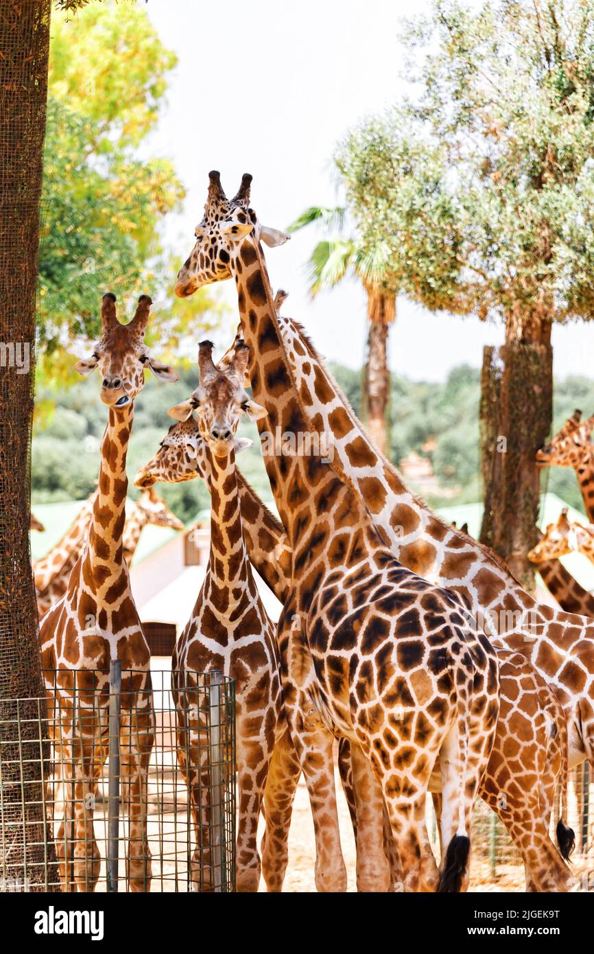 Beautiful giraffes in the zoo Stock Photo - Alamy