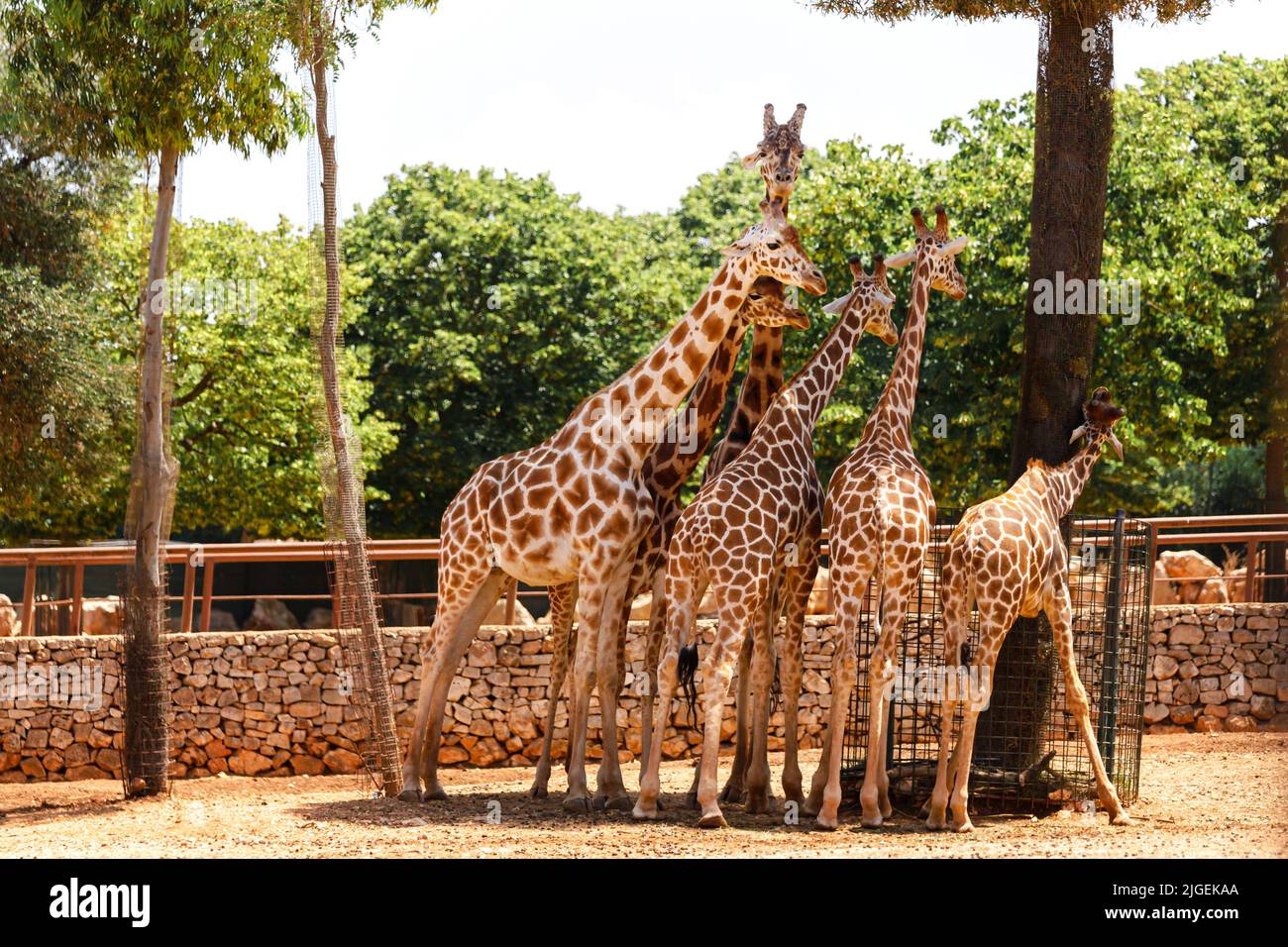 Beautiful giraffes in the zoo Stock Photo - Alamy