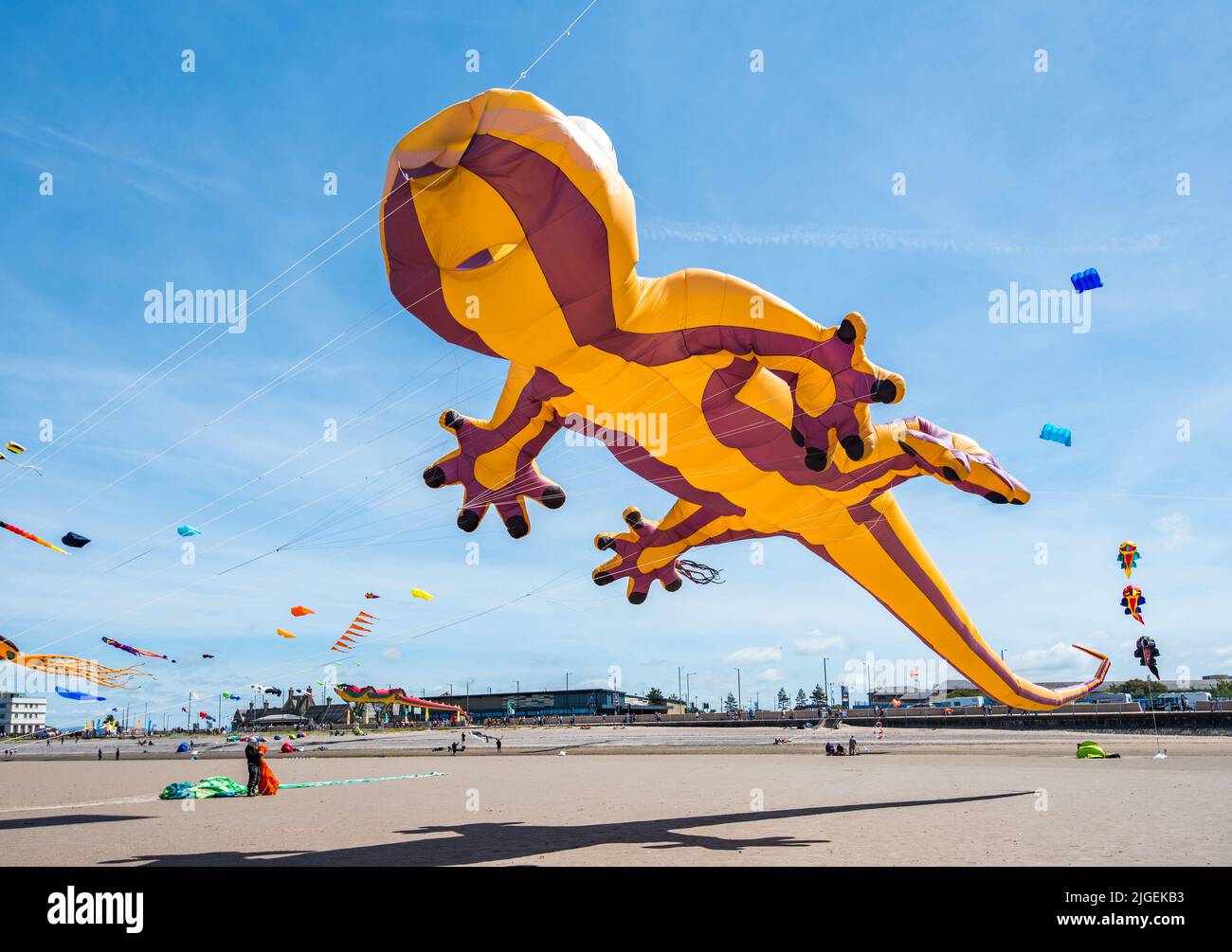 Professional kite flyers hi-res stock photography and images - Alamy