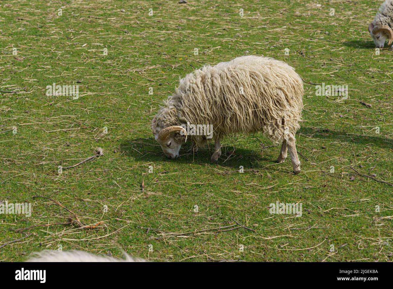 Zoo tabor hi-res stock photography and images - Alamy