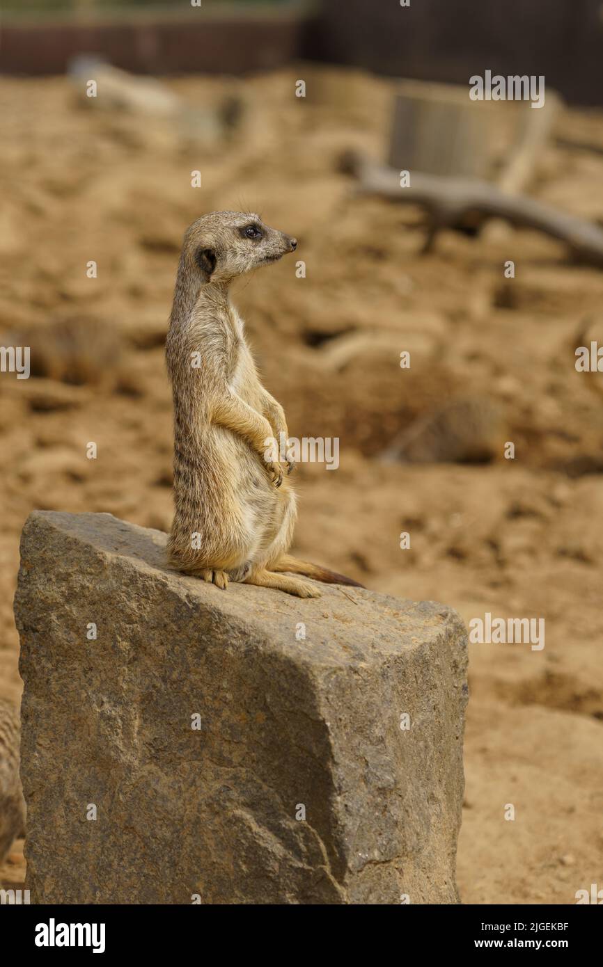Zoo tabor hi-res stock photography and images - Alamy