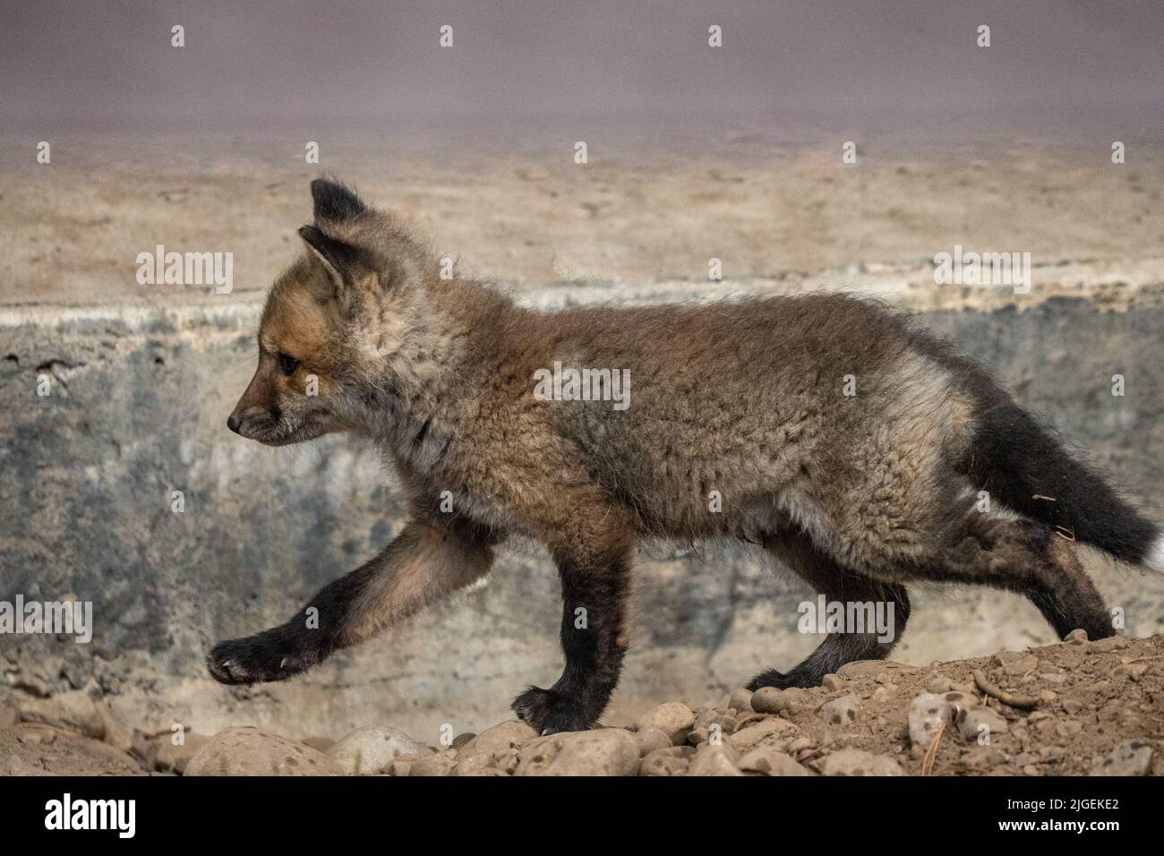 A young red fox kit plays outside the den during springtime at Grand ...