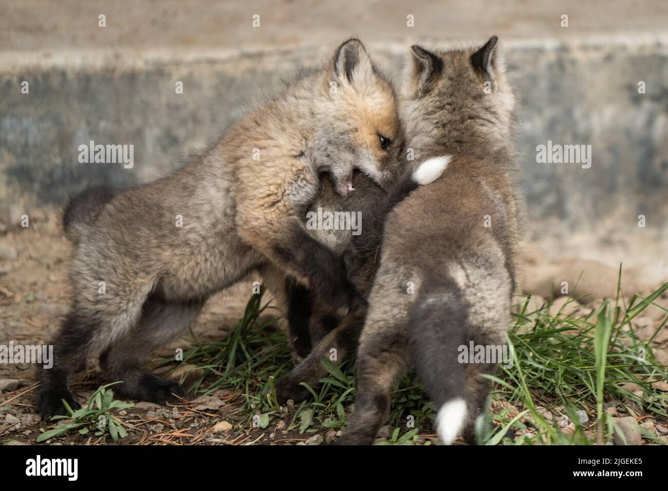 Red fox kits play together during springtime at Grand Teton National ...