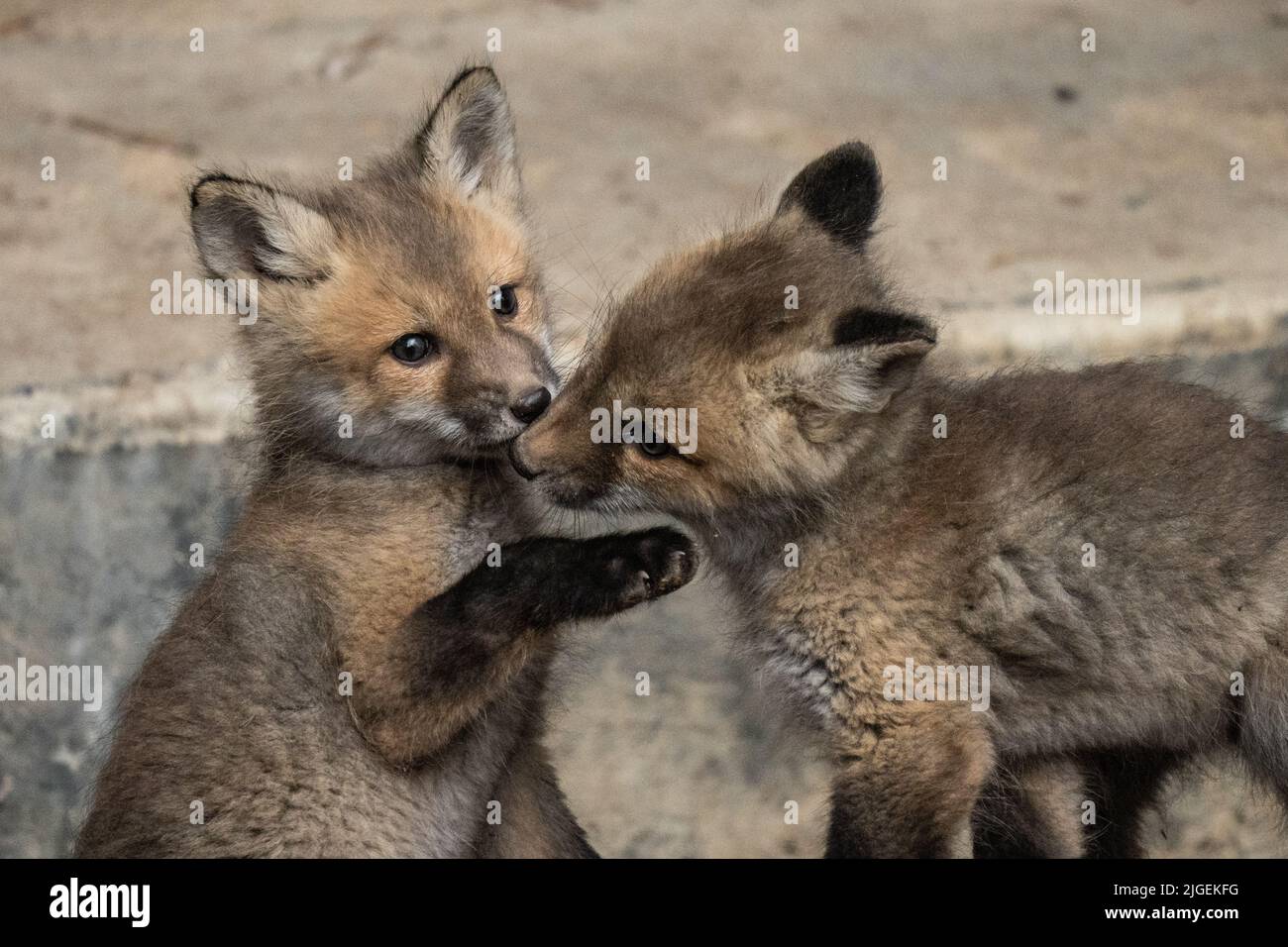Red fox kits play together during springtime at Grand Teton National ...