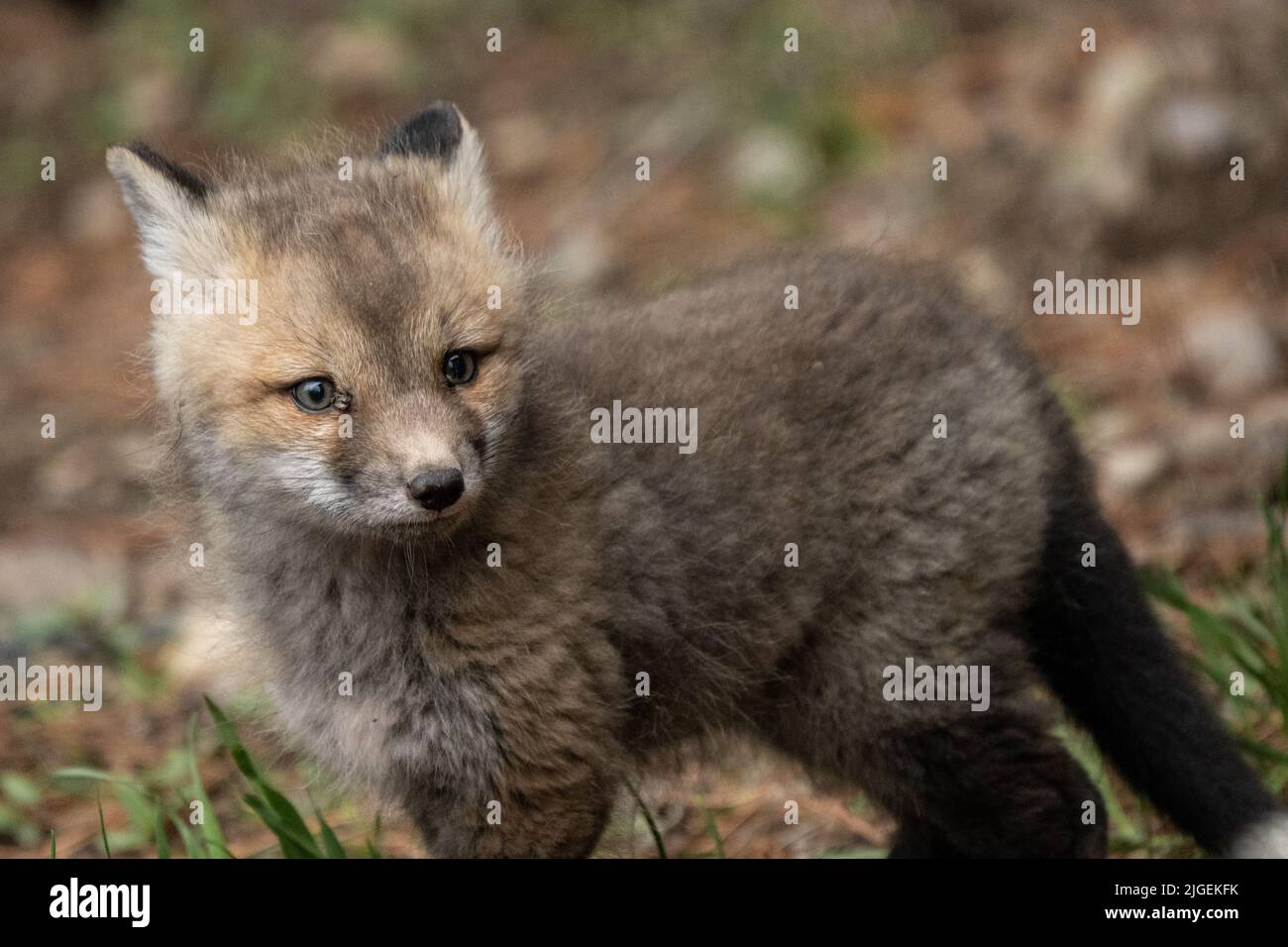 A young red fox kit plays outside the den during springtime at Grand ...
