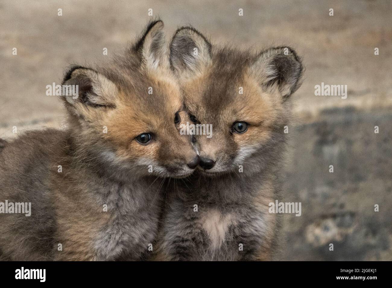 Red fox kits nuzzle each other during springtime at Grand Teton ...