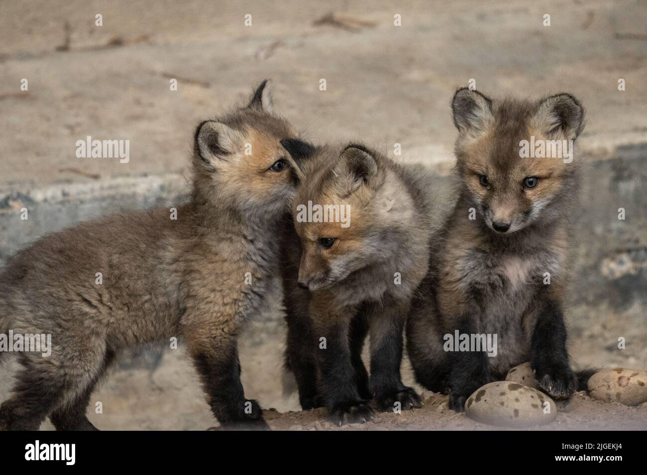 Red fox kits nuzzle each other during springtime at Grand Teton ...