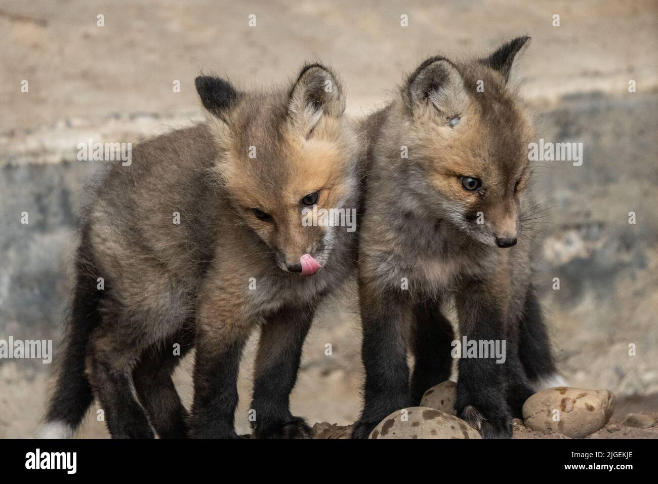 Red fox kits nuzzle each other during springtime at Grand Teton ...