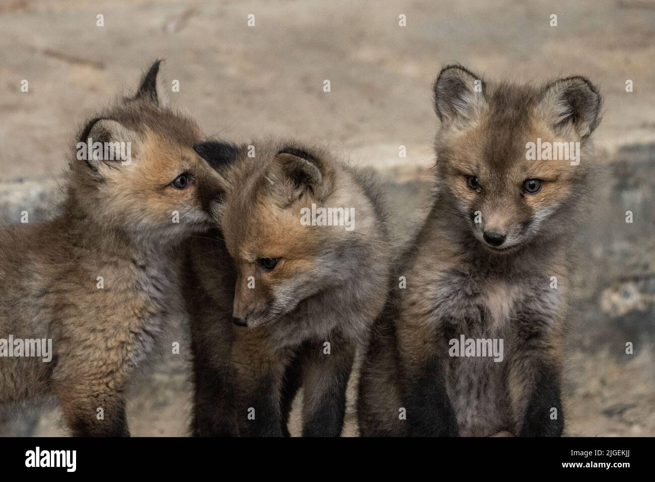 Red fox kits nuzzle each other during springtime at Grand Teton ...