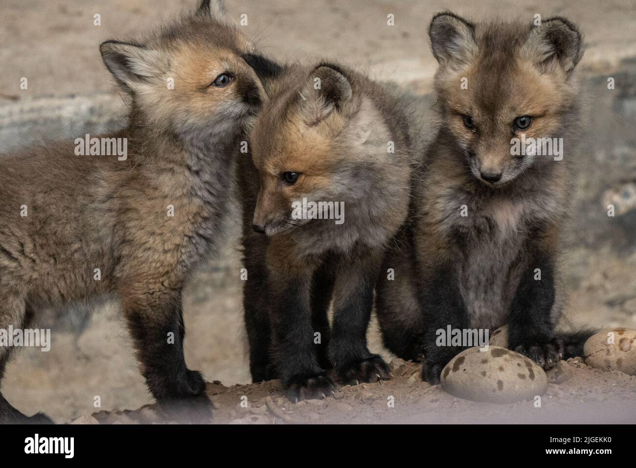 Red fox kits nuzzle each other during springtime at Grand Teton ...