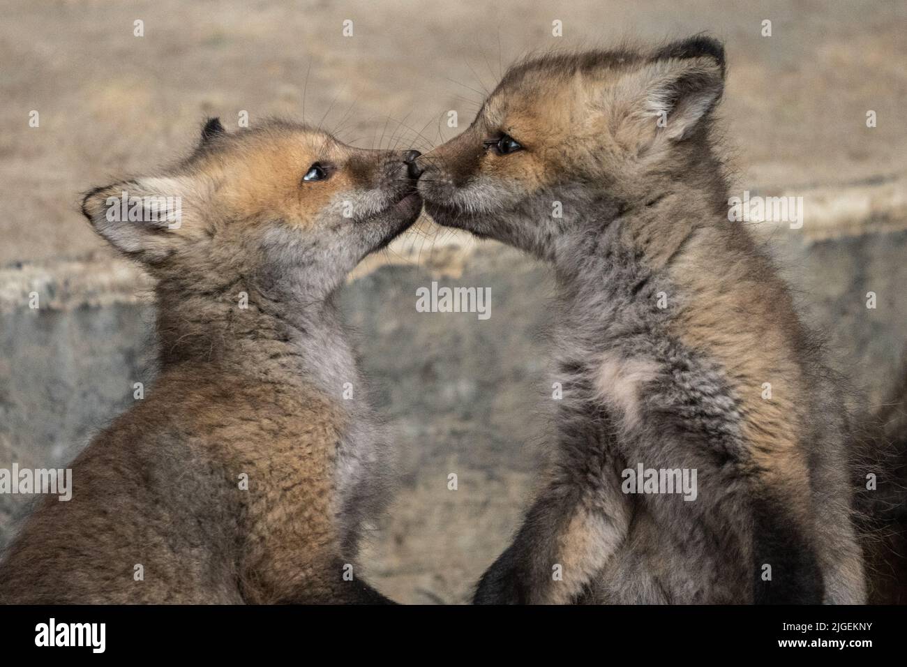 Red fox kits nuzzle each other during springtime at Grand Teton ...