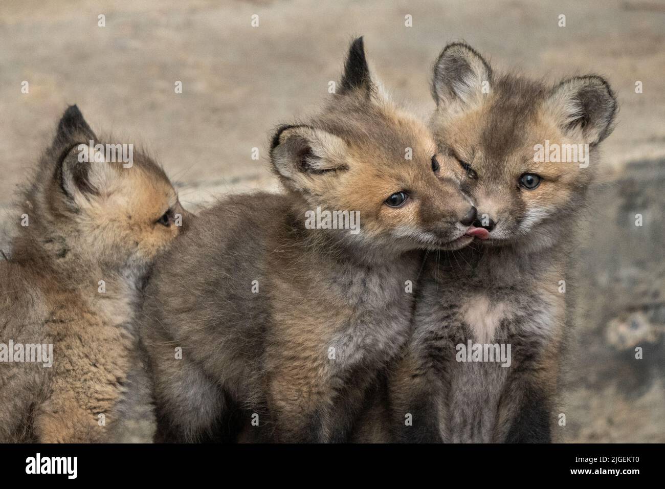 Red fox kits nuzzle each other during springtime at Grand Teton ...