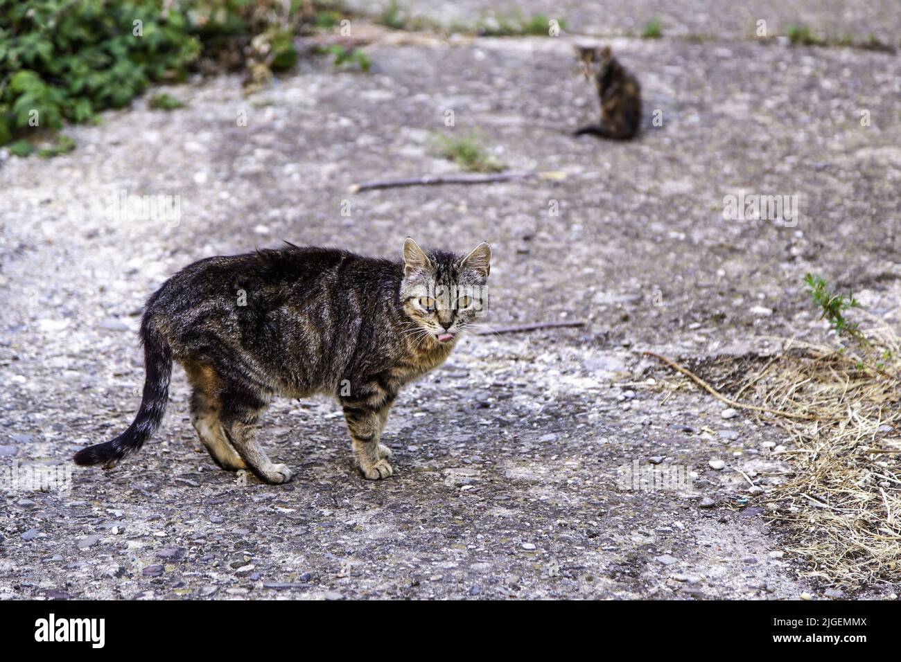 Abandoned street cats, stray animals, pets Stock Photo - Alamy