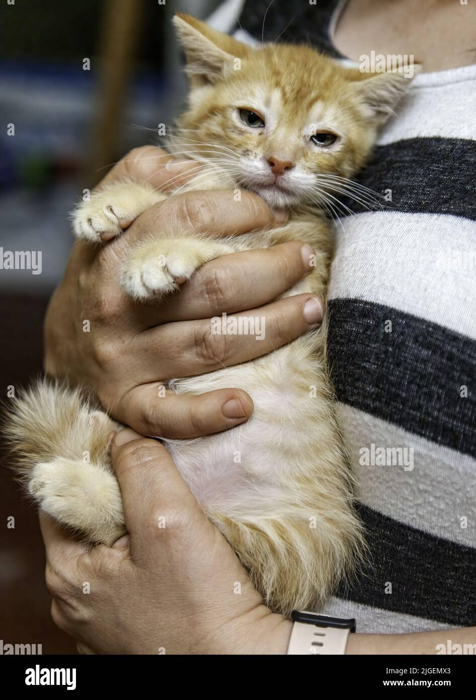 Detail of pet animal abandoned and alone, sadness Stock Photo - Alamy