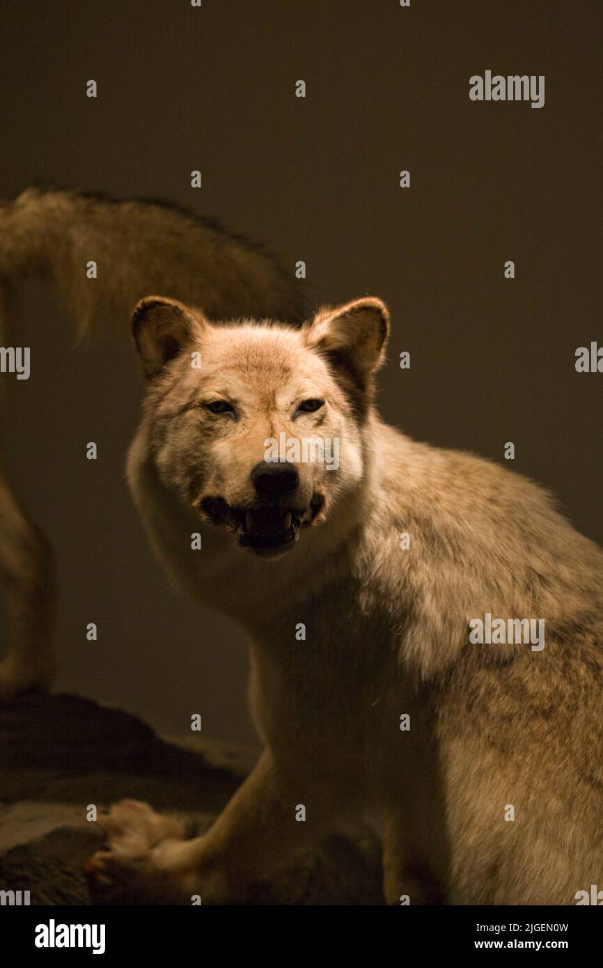 Wolves display hi-res stock photography and images - Alamy