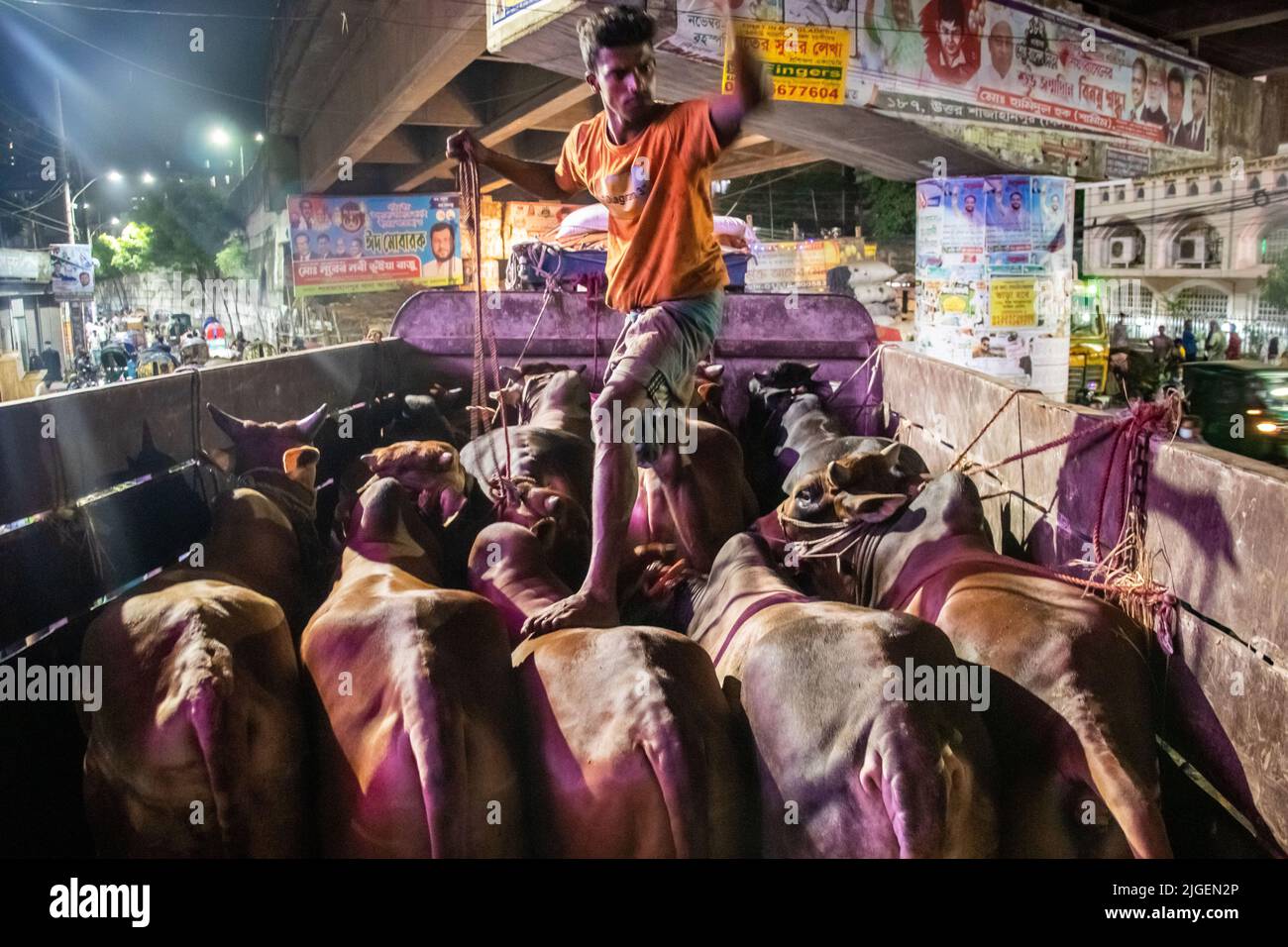 Dhaka, Bangladesh. 08th July, 2022. Vendors selling cows in the market ...