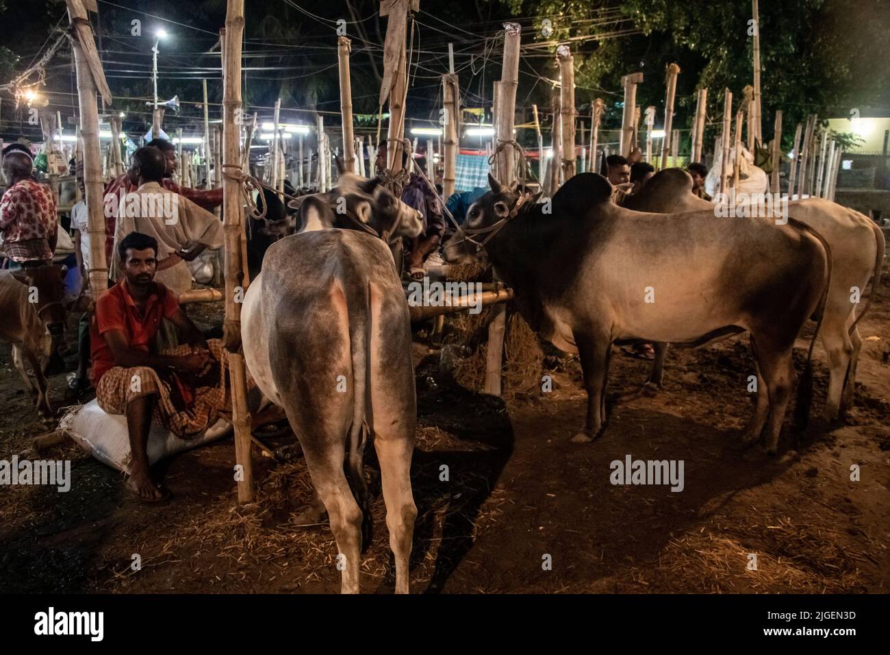 Dhaka, Bangladesh. 08th July, 2022. Vendors selling cows in the market ...