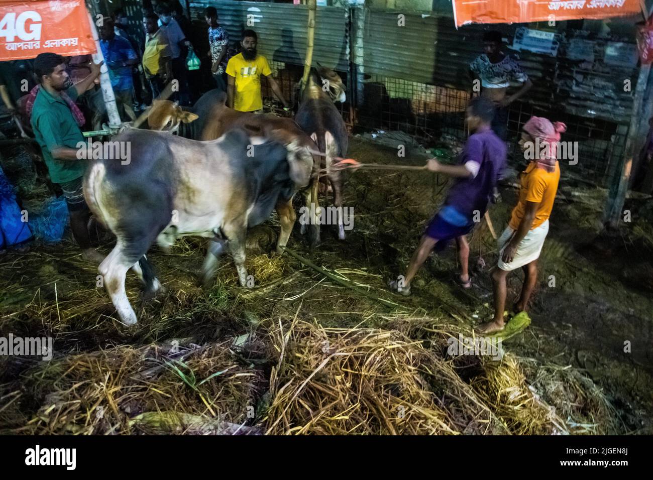 Dhaka, Bangladesh. 08th July, 2022. Vendors selling cows in the market ...