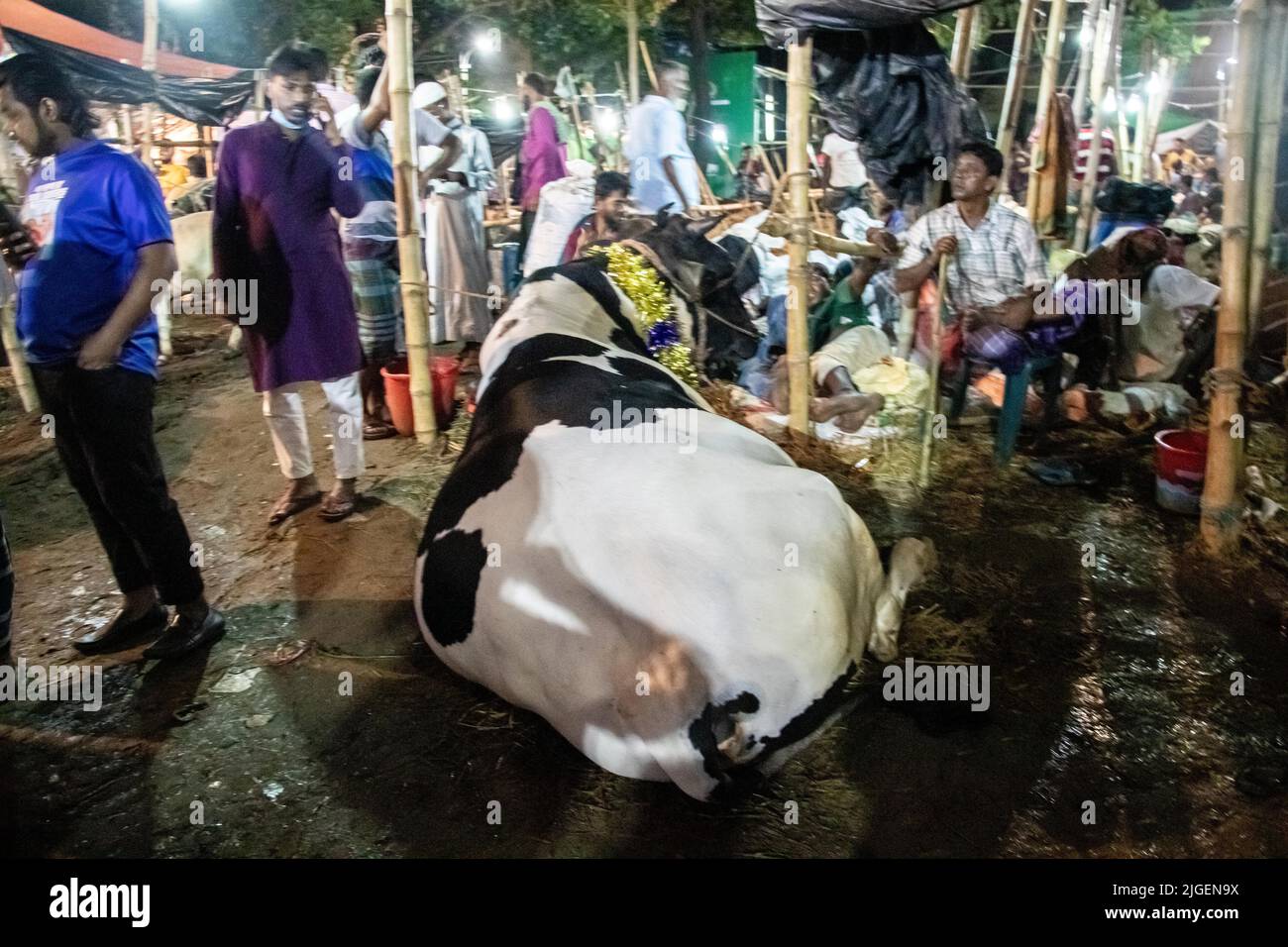 Bangladesh cow market hi-res stock photography and images - Alamy