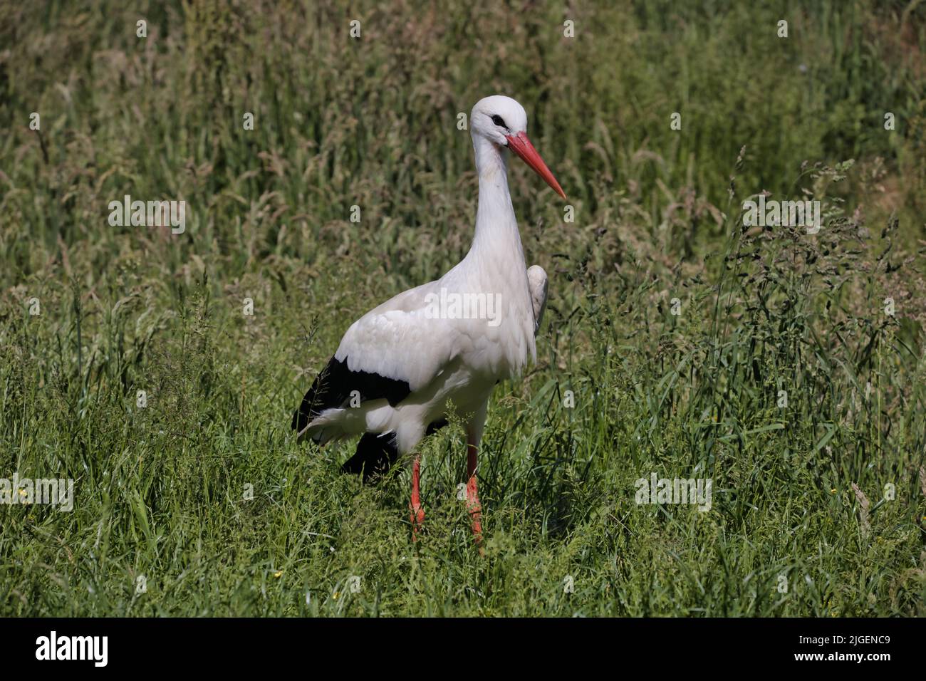 A scenic view of a white stork surrounded by grass in sunny weather ...