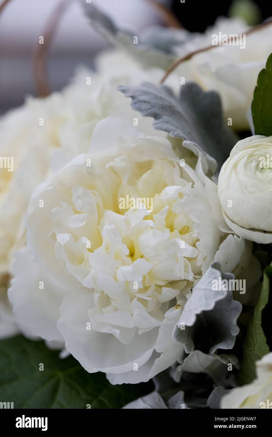 White Flowers Close Up Stock Photo - Alamy