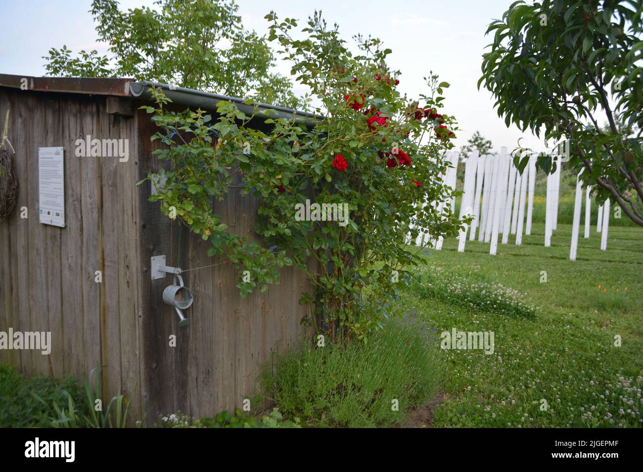 Winegrower's hut with blooming roses in a vinyard Stock Photo - Alamy