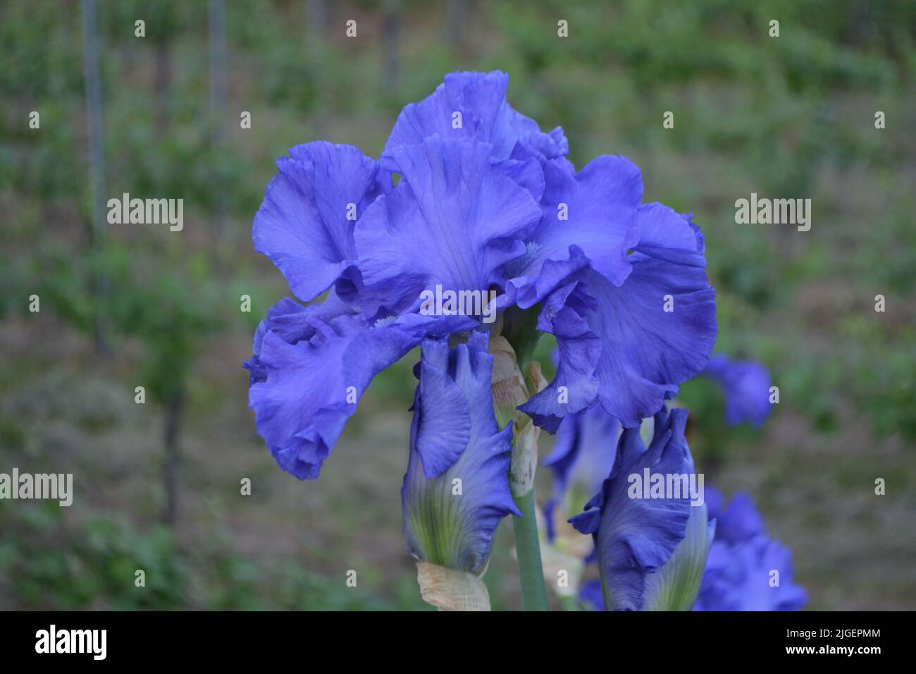 iris flower close-up with the background of a field at Kaiserstuhl ...