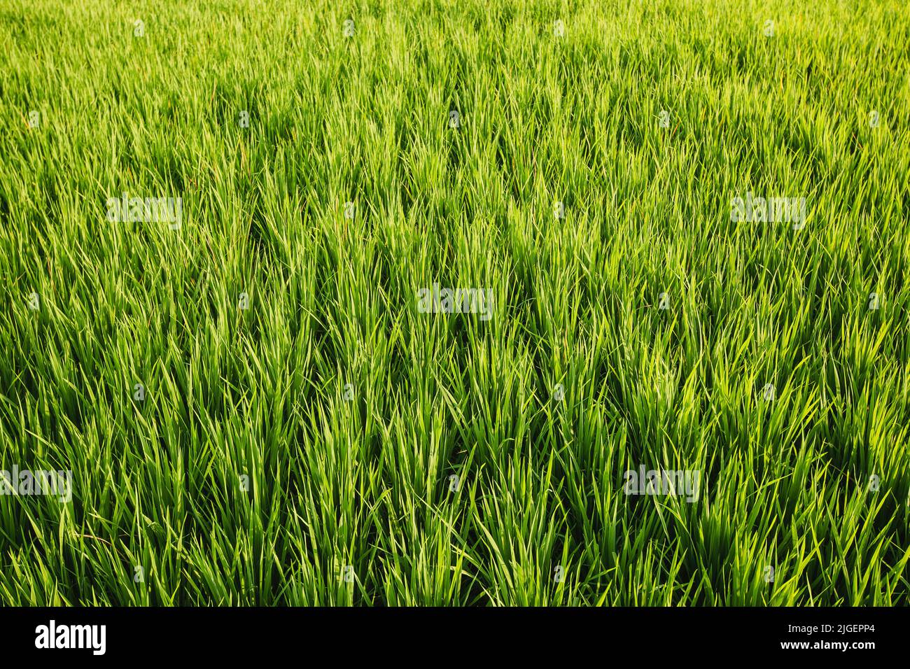 Texture of the green fields of rice in the sunlight Stock Photo - Alamy