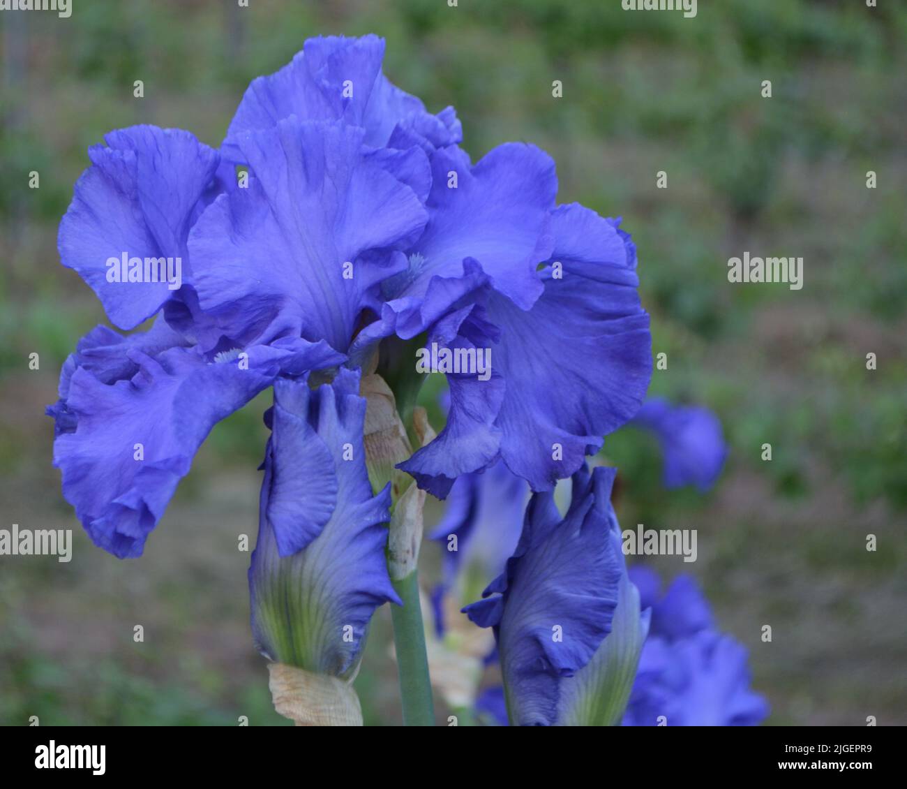 Vertical shot yellow iris hi-res stock photography and images - Alamy