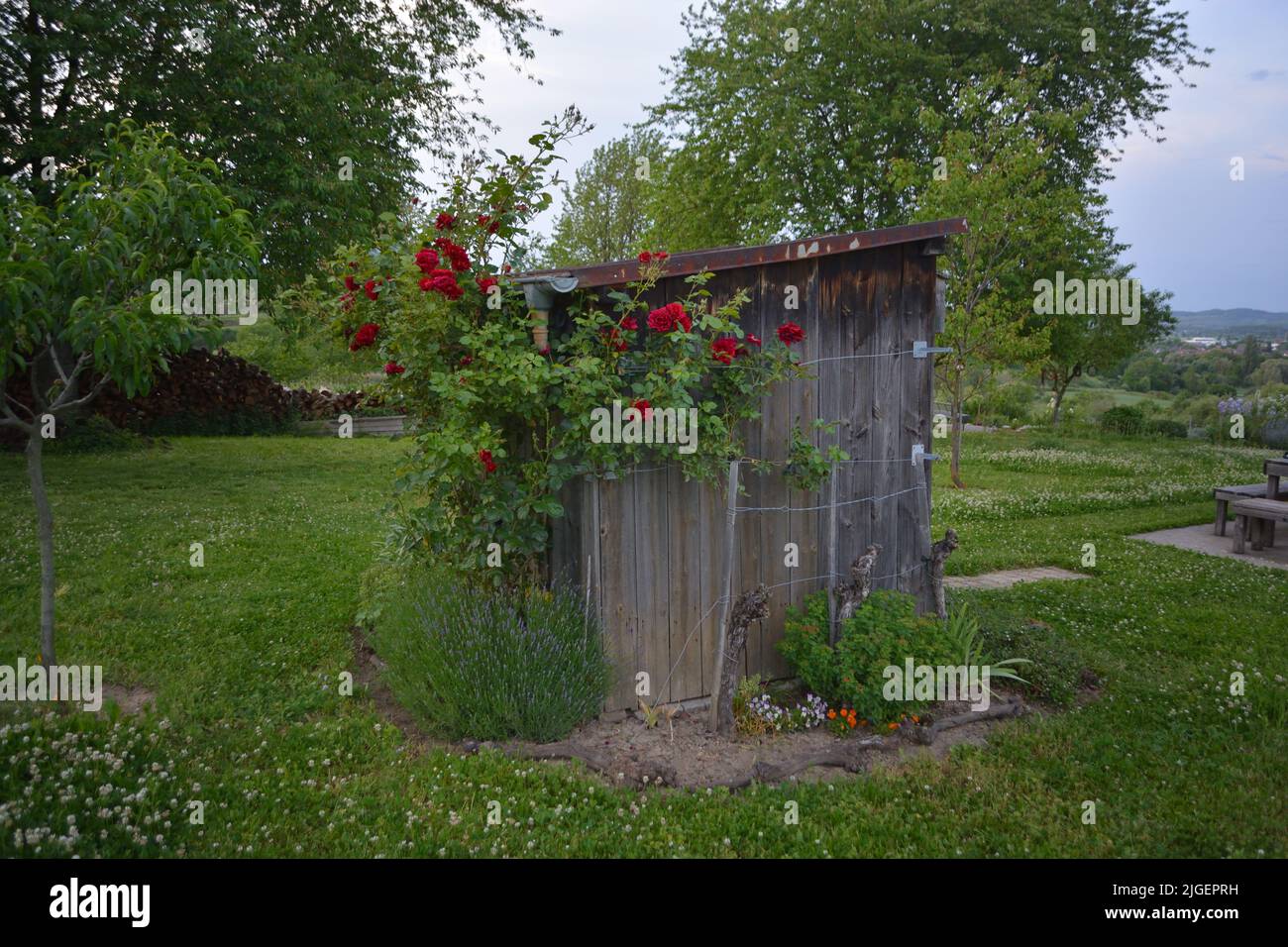 Winegrower's hut with blooming roses in a vinyard Stock Photo - Alamy