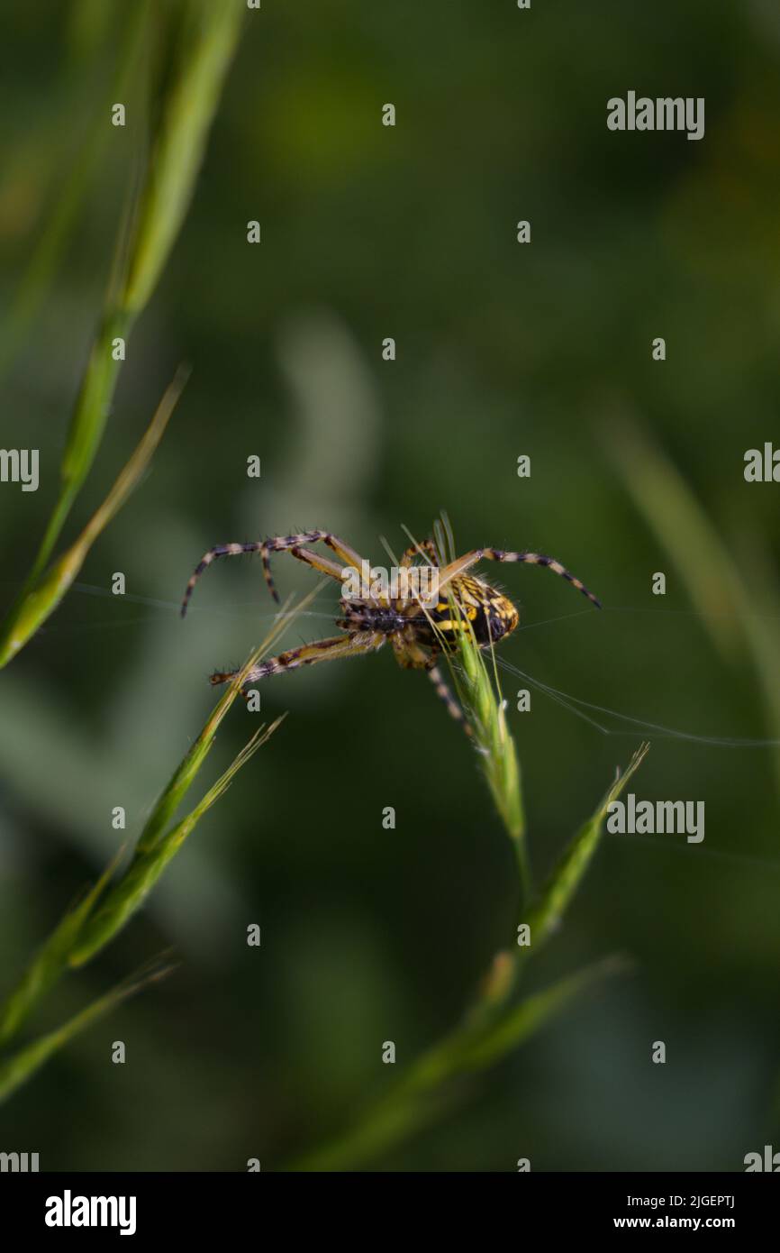 Zoom photo spider hi-res stock photography and images - Alamy