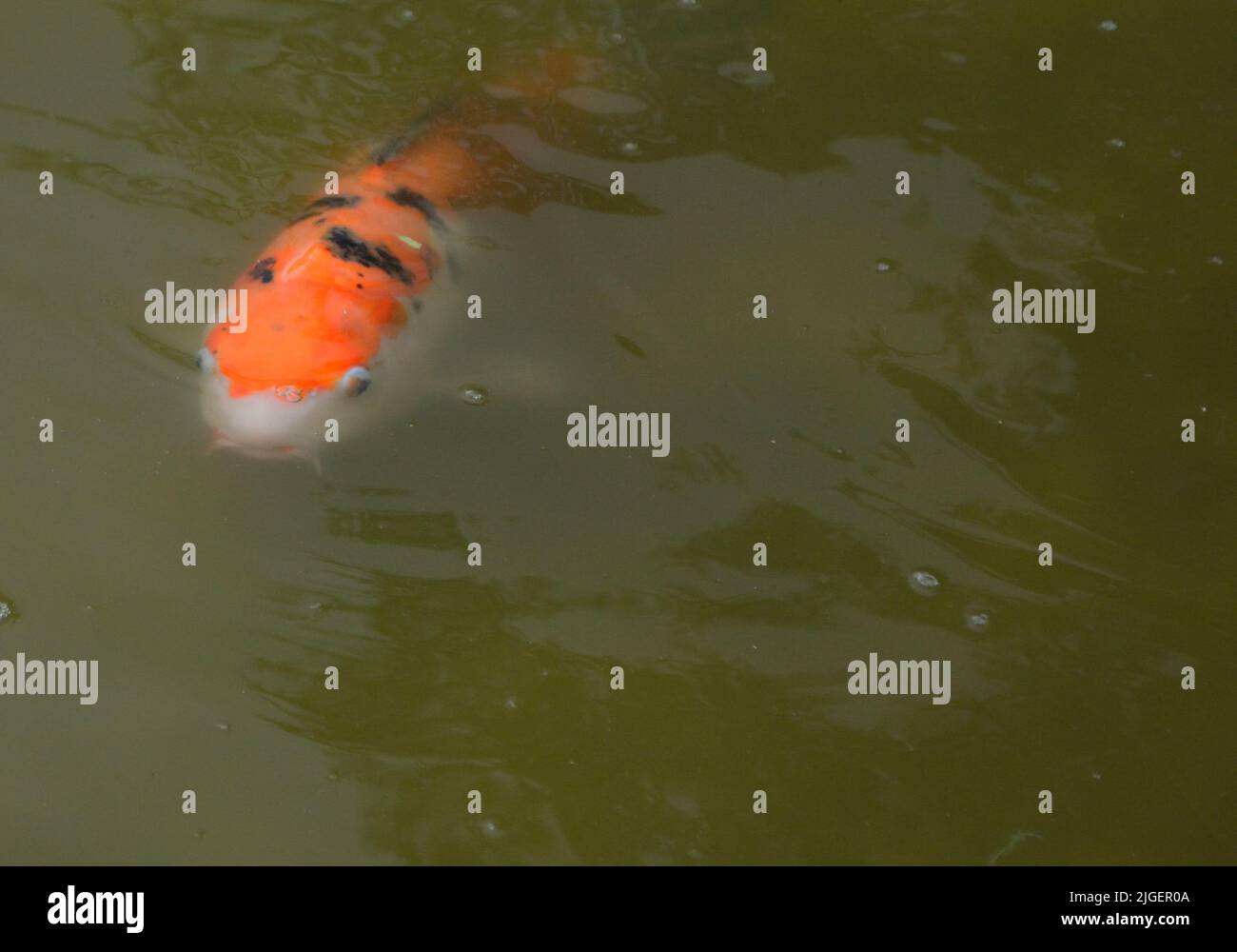 beautiful koi carp swimming in a pond Stock Photo - Alamy