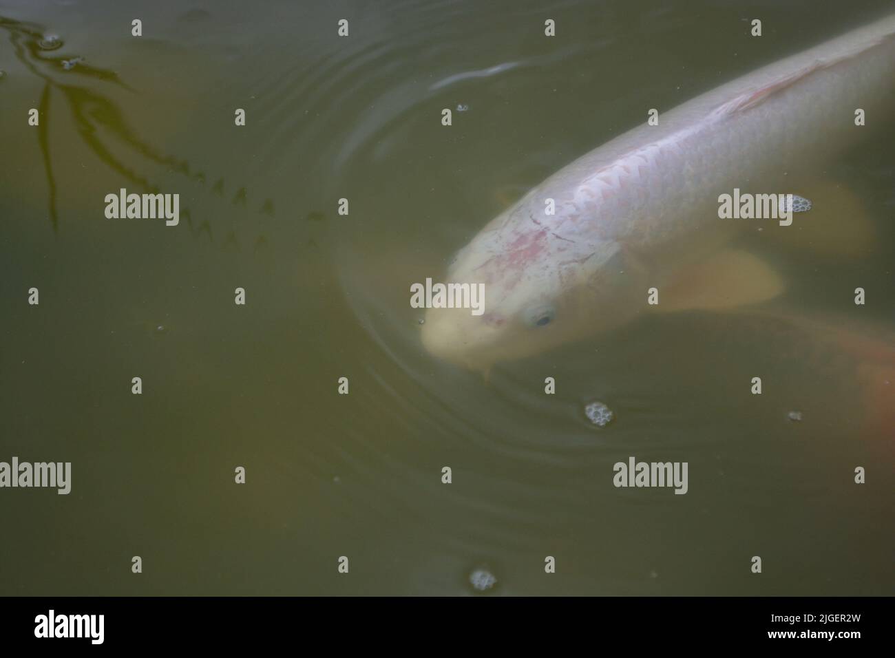 Koi carp swimming in hi-res stock photography and images - Alamy