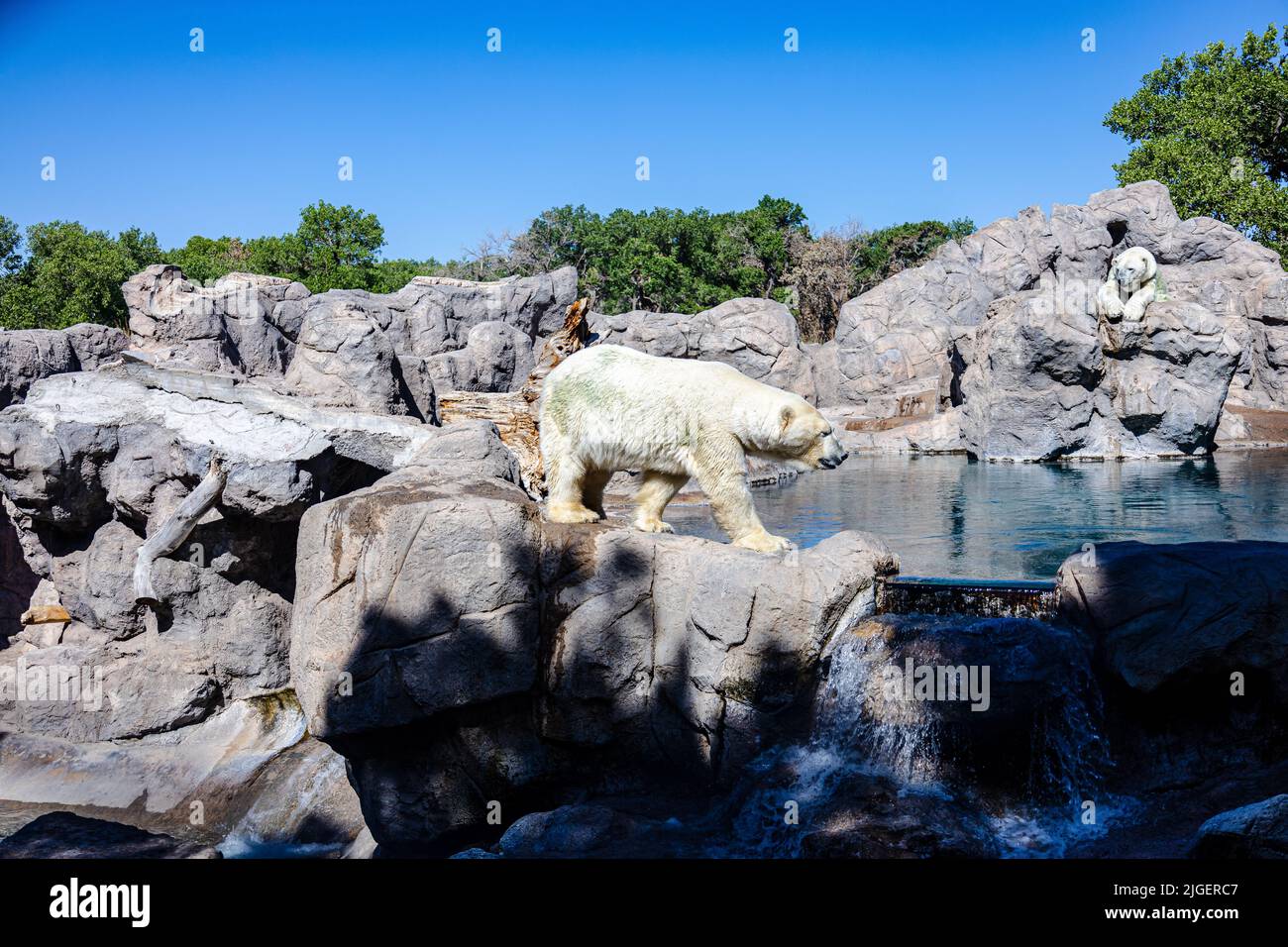 A Polar bear preparing to enter the water at the bio park zoo in ...
