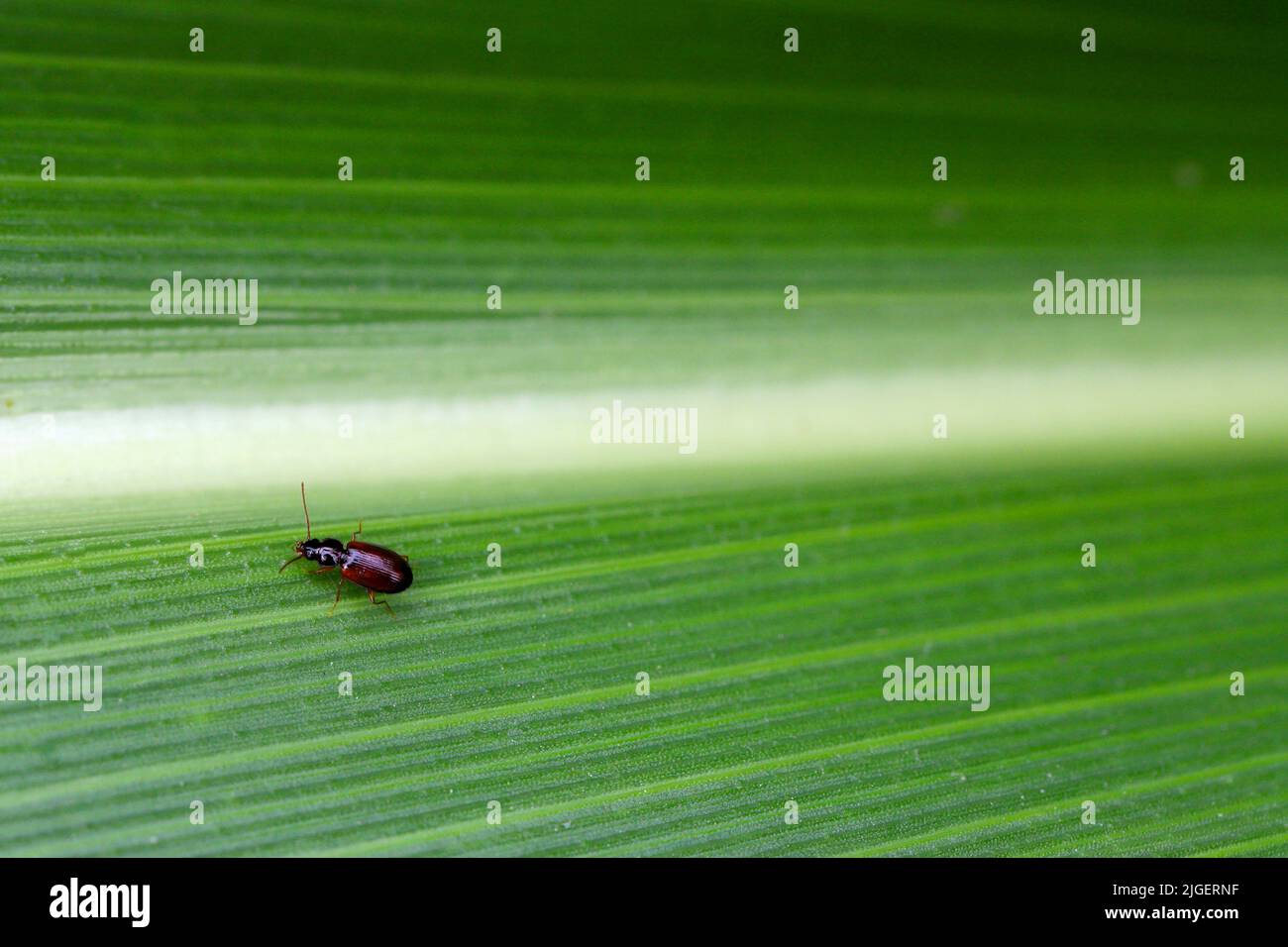 Carabidae hi-res stock photography and images - Alamy