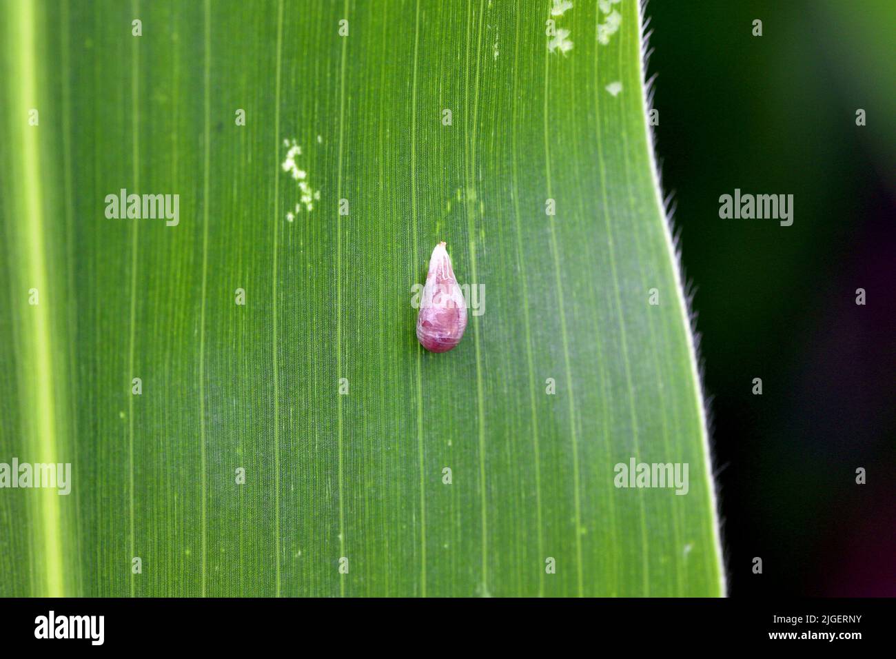 Aphids hunter - pupa of the hoverfly (Syrphidae) on insect on a corn ...
