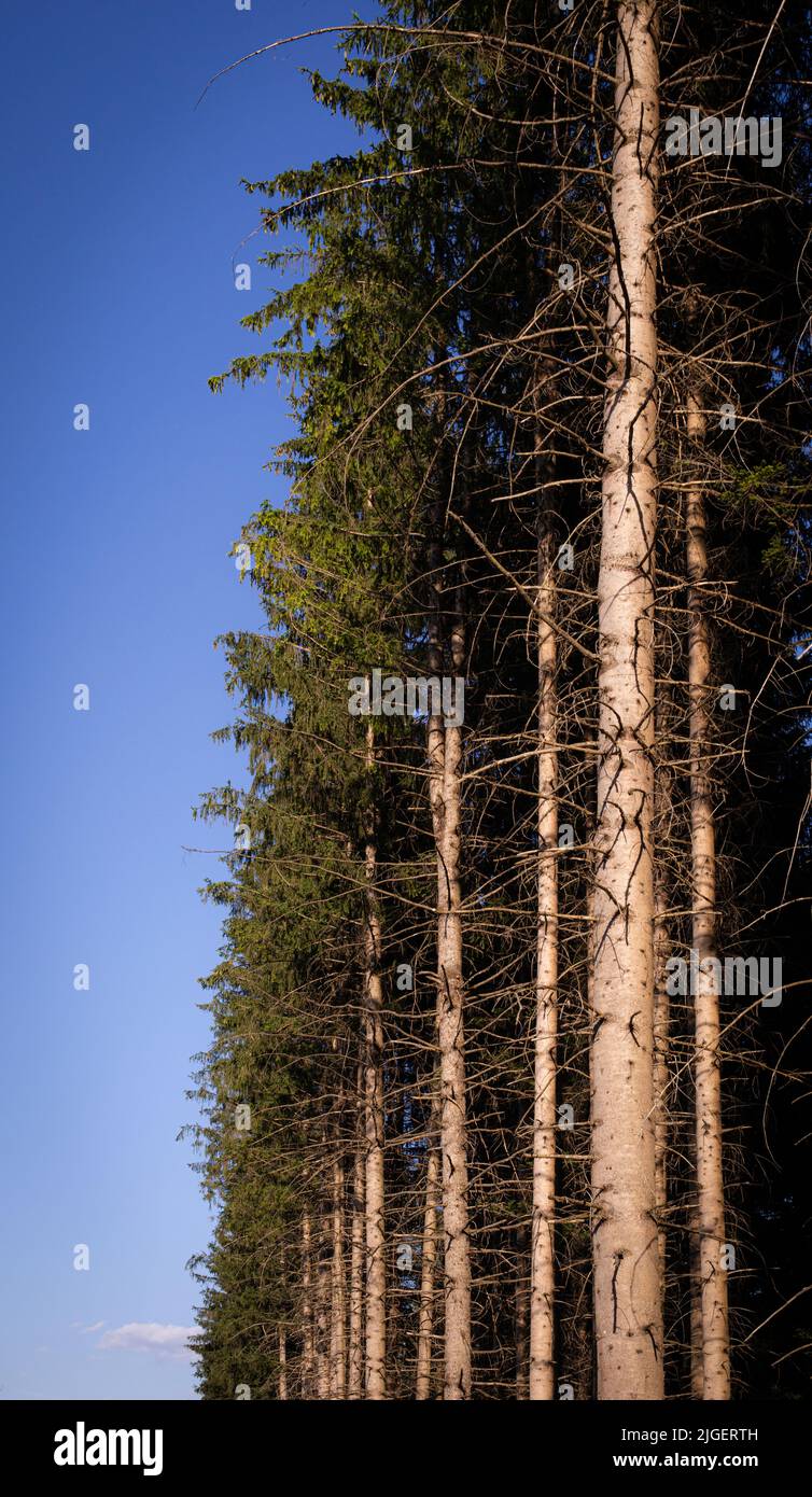 Pine land hi-res stock photography and images - Alamy