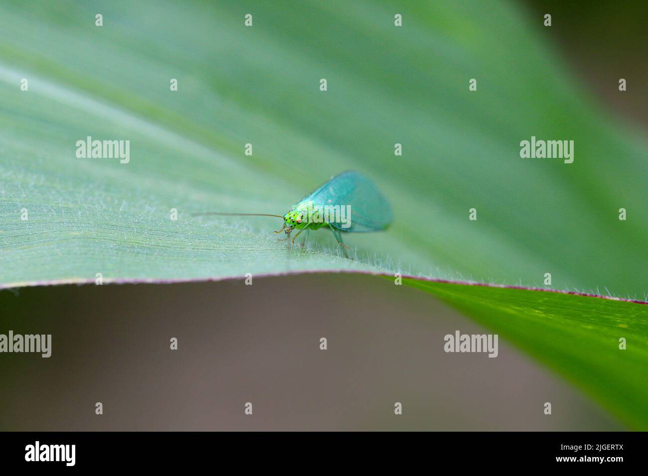 Natural enemy insects hi-res stock photography and images - Alamy