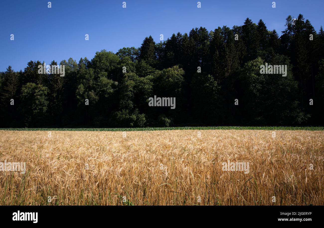 Wheat field, beautiful rural scenery Stock Photo - Alamy