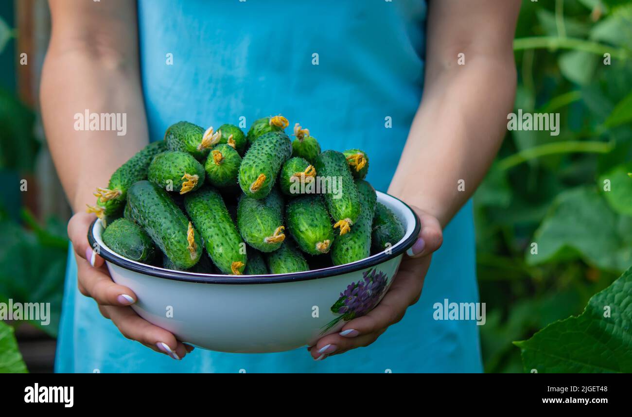 the farmer holds a bowl of freshly picked cucumbers in his hands Stock ...