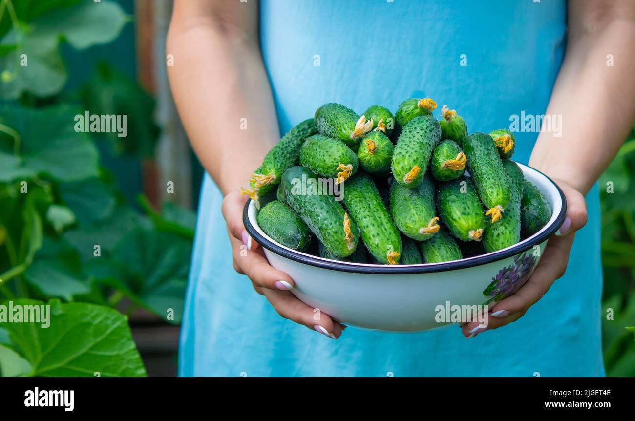 the farmer holds a bowl of freshly picked cucumbers in his hands Stock ...