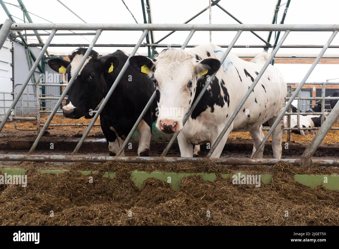 two young cows eat compound feed on a modern farm Stock Photo - Alamy