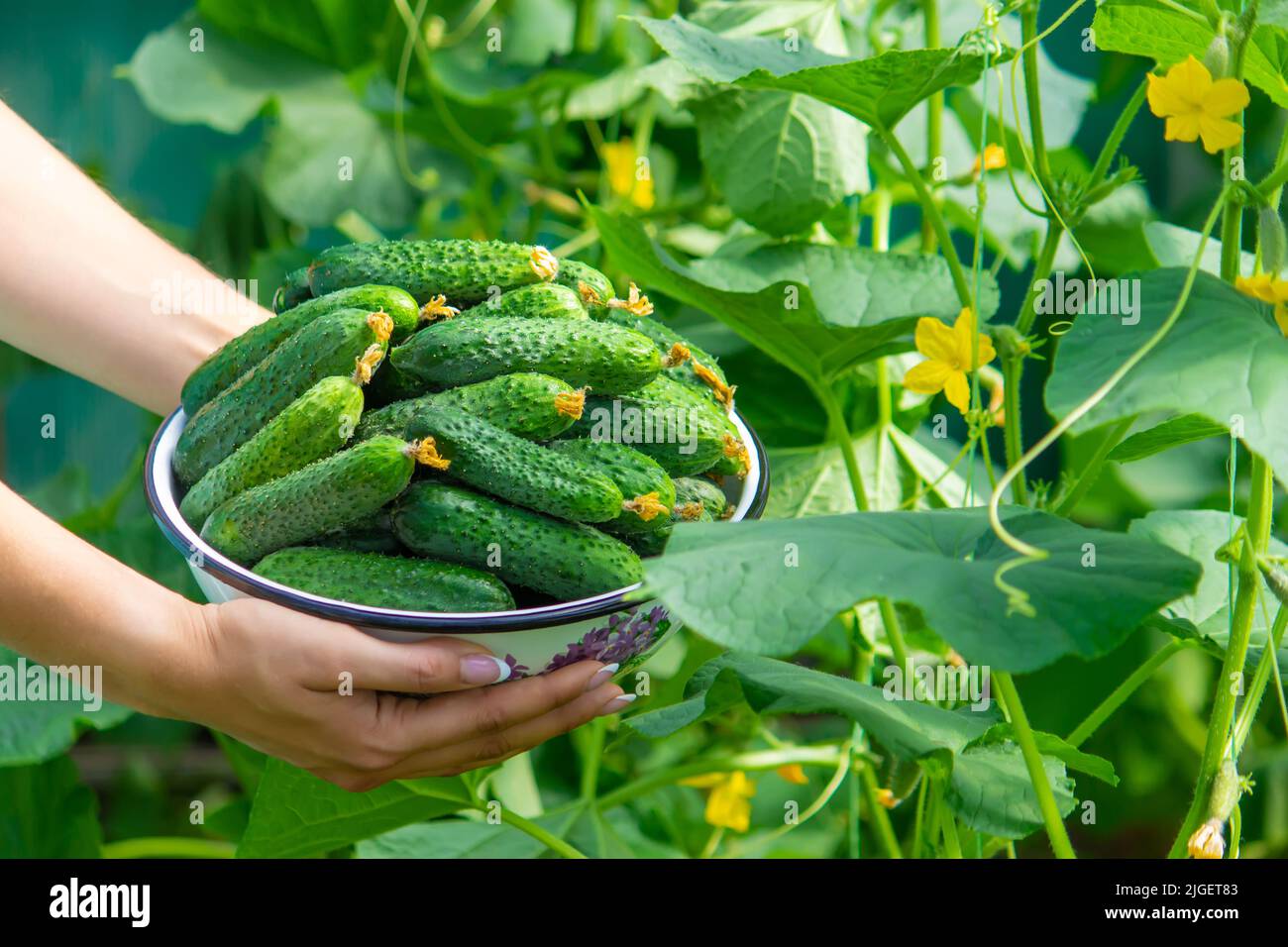 the farmer holds a bowl of freshly picked cucumbers in his hands Stock ...