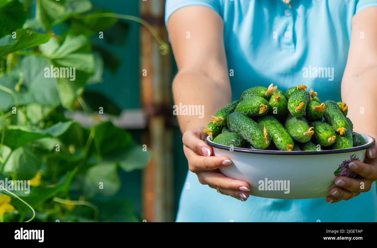 the farmer holds a bowl of freshly picked cucumbers in his hands Stock ...