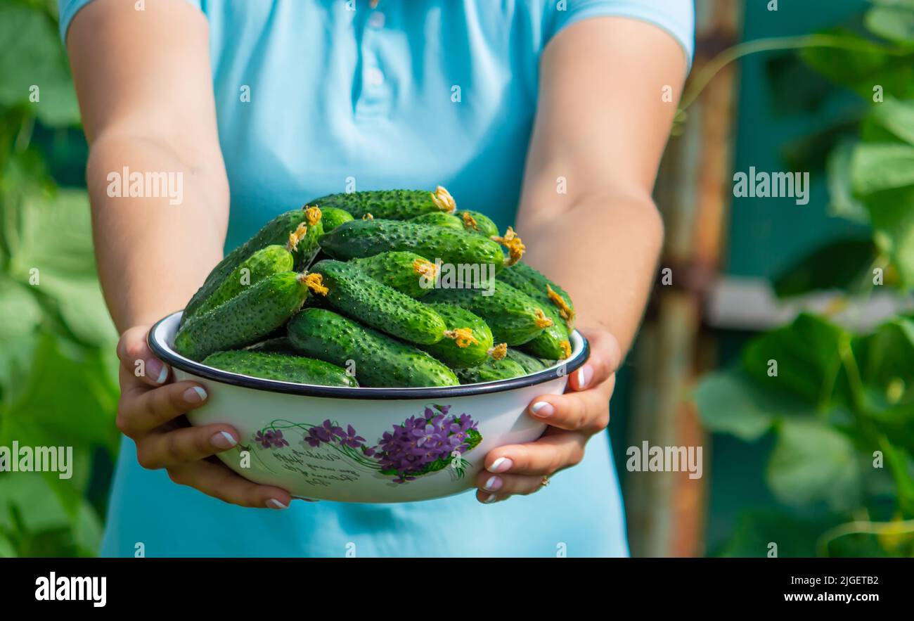 the farmer holds a bowl of freshly picked cucumbers in his hands Stock ...