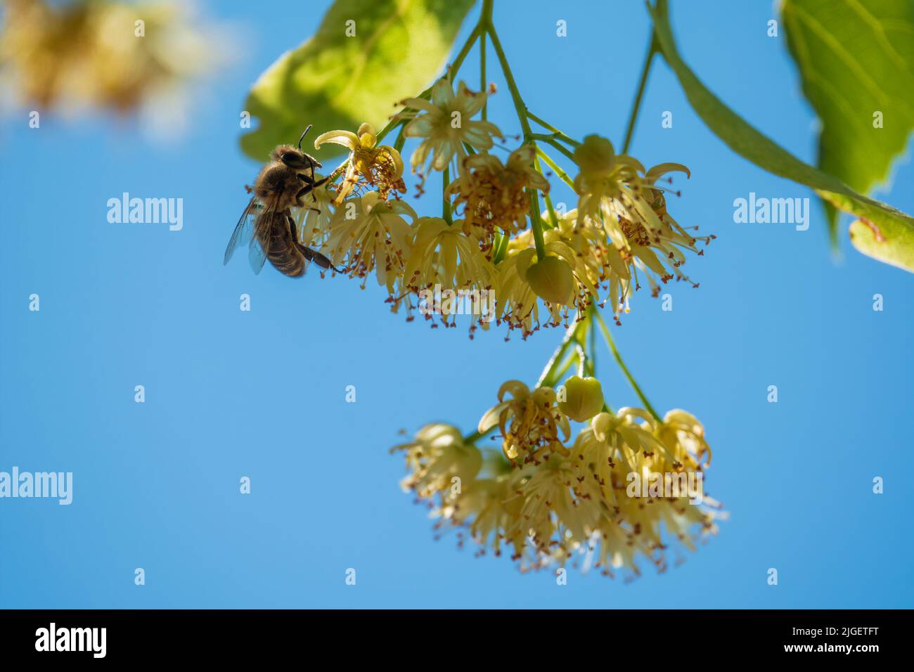 Honey bee on the linden flower. Bee gethers pollen for the delicious ...