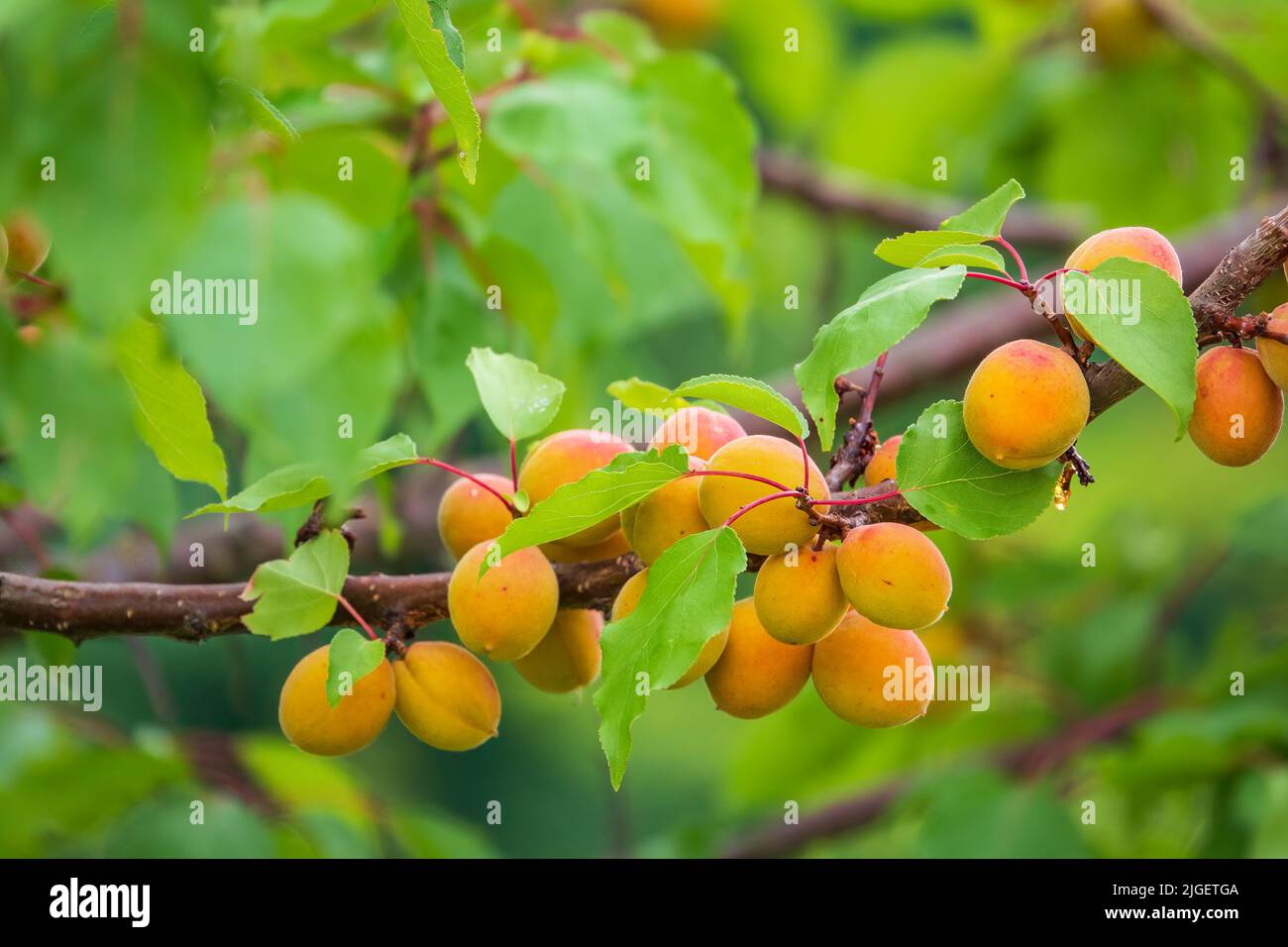 Fresh ripe apricots on the branch. Tasty summer fruit harvest Stock ...